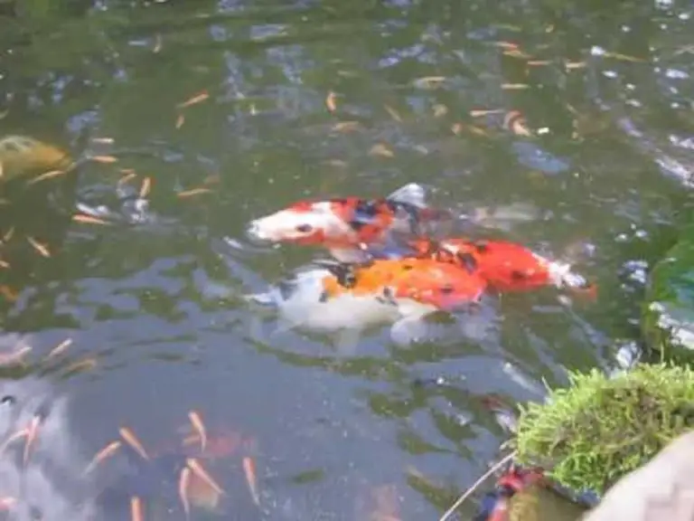 The Complete Guide to Rosy Red Minnows Care | Fishkeeping World