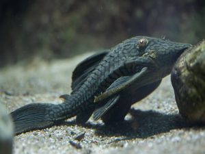 Rubber Lip Pleco Care Guide & Species Profile | Fishkeeping World
