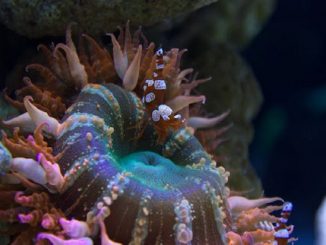 The Complete Guide to Sexy Shrimp Care | Fishkeeping World