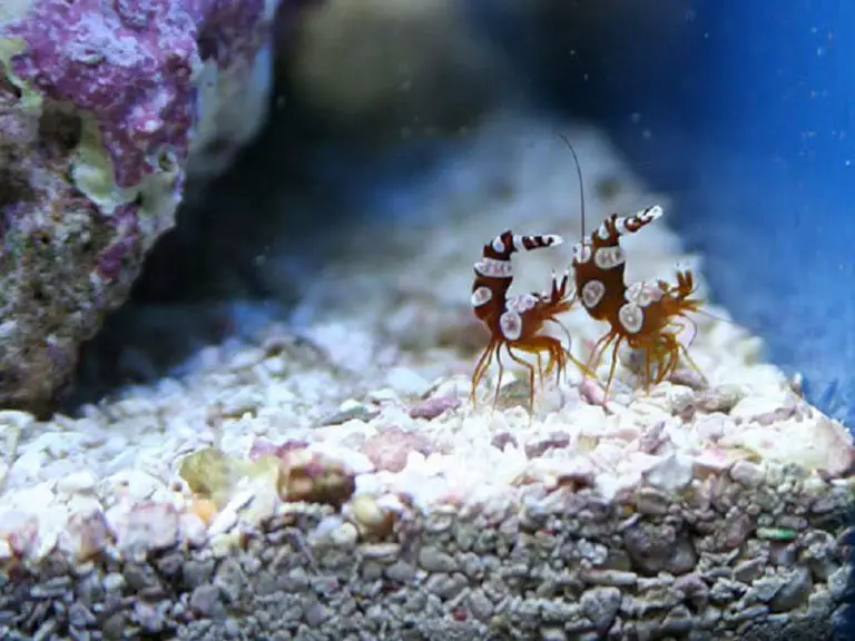 The Complete Guide to Sexy Shrimp Care | Fishkeeping World