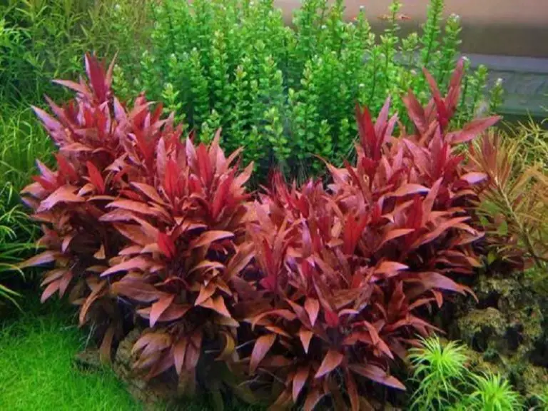 The Best Red Aquarium Plants for Your Aquarium | Fishkeeping World
