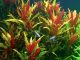 The Complete Guide to Telanthera Cardinalis Care | Fishkeeping World