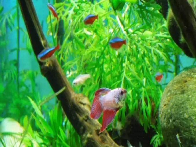 Paradise Betta | Fishkeeping World