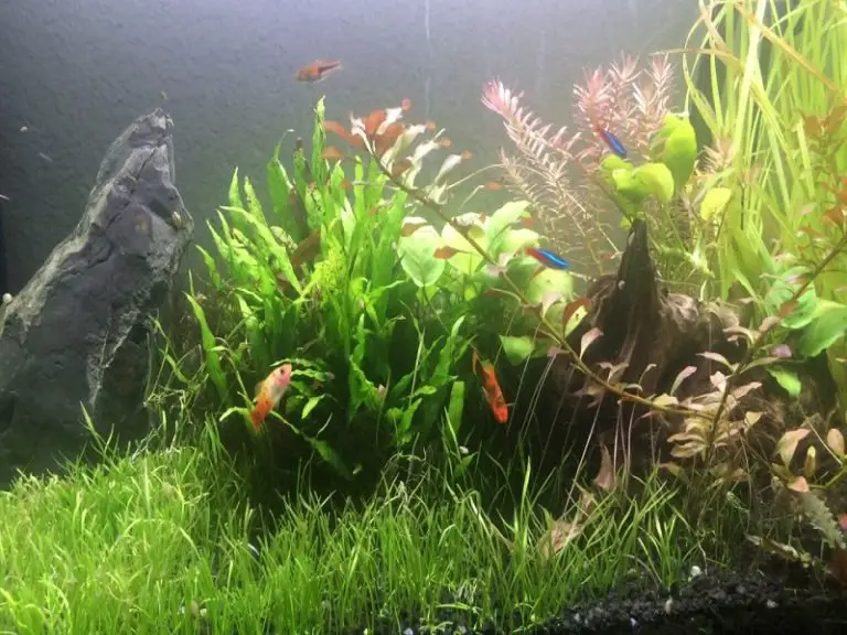 Java Moss: Care & How to Plant and Grow | Fishkeeping World