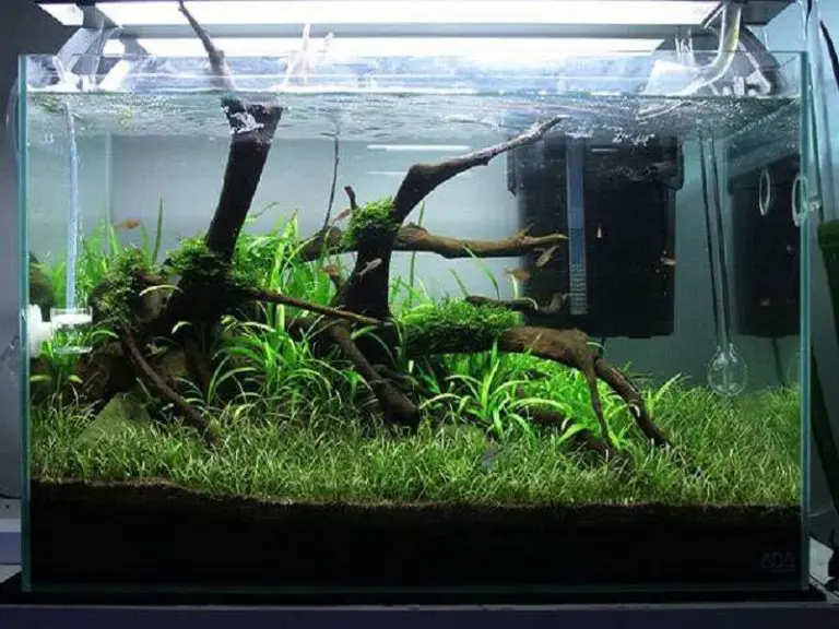 The Complete Guide to Lilaeopsis Care (Brazilian Micro Sword ...