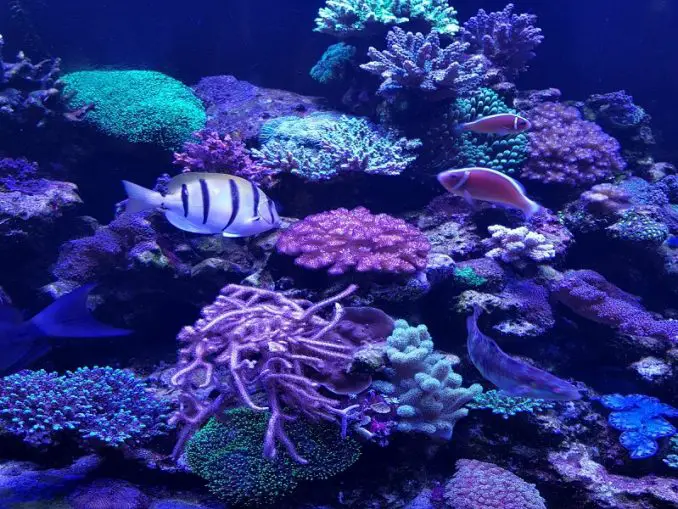 The Ultimate Convict Tang Care Guide | Fishkeeping World