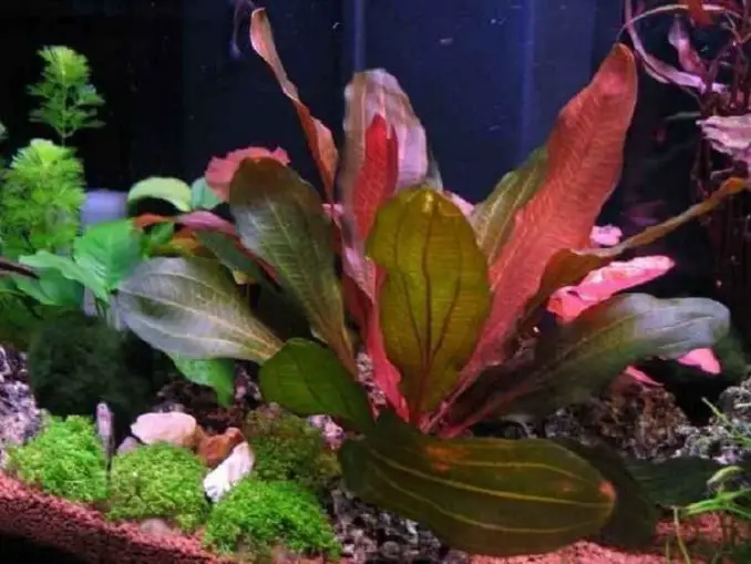 The Best Red Aquarium Plants for Your Aquarium | Fishkeeping World