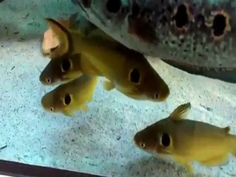 The Complete Guide to Eclipse Catfish Care | Fishkeeping World