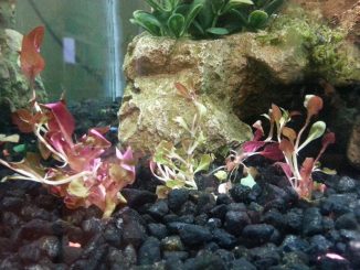 The Complete Guide to Telanthera Cardinalis Care | Fishkeeping World