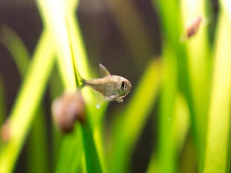 The Complete Guide to Gold Tetra Care | Fishkeeping World