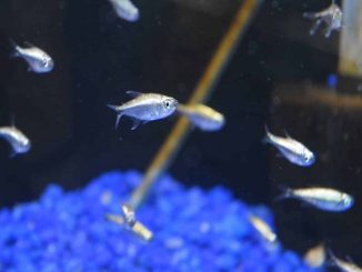 The Complete Guide to Gold Tetra Care | Fishkeeping World