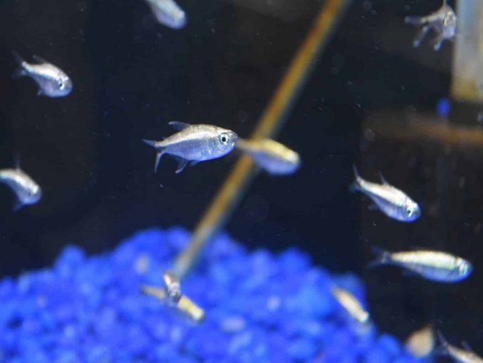 The Complete Guide to Gold Tetra Care | Fishkeeping World