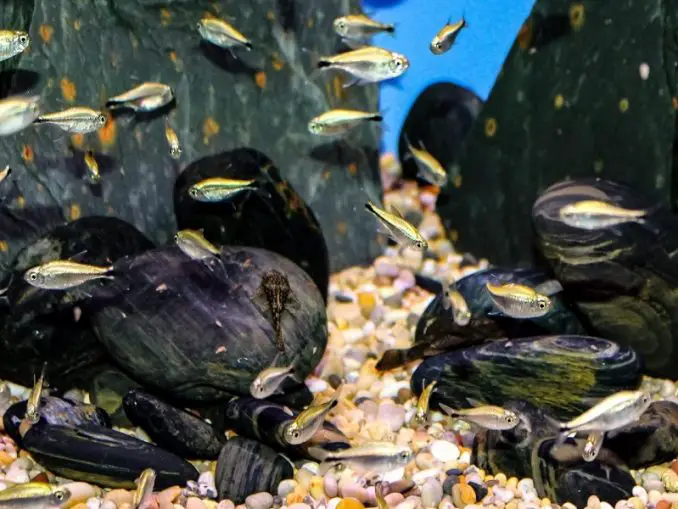 Scarlet Badis Care Guide: Tank Mates, Feeding and Breeding ...