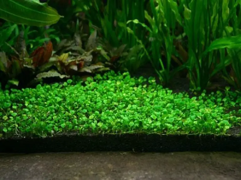 The Complete Bucephalandra Care Guide | Fishkeeping World