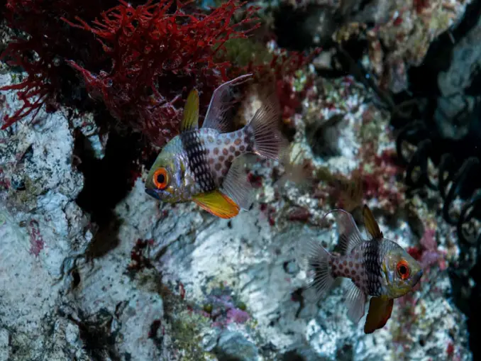 The Complete Guide to Pajama Cardinal Care | Fishkeeping World