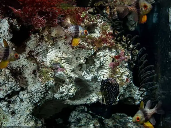 The Complete Guide to Pajama Cardinal Care | Fishkeeping World