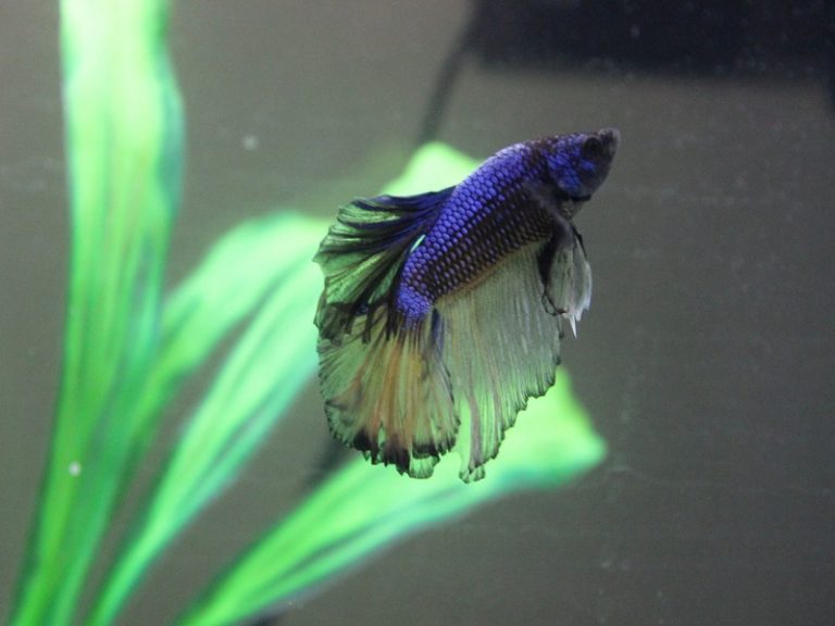 Paradise Betta | Fishkeeping World