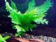 The Ultimate Peacock Fern Care Guide | Fishkeeping World