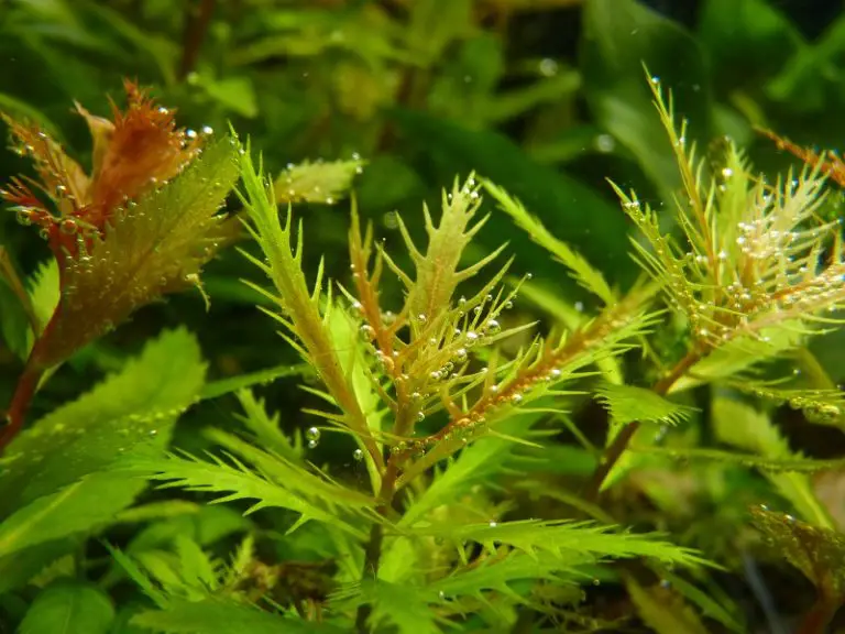 The Ultimate Jungle Val Care Guide | Fishkeeping World