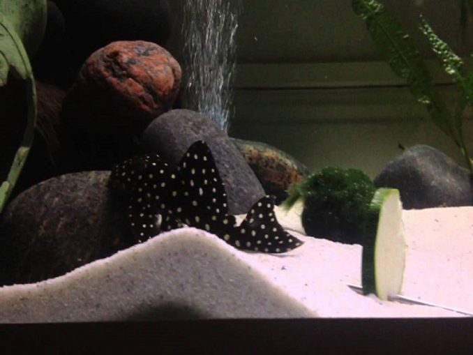 The Complete Guide to Snowball Pleco Care | Fishkeeping World