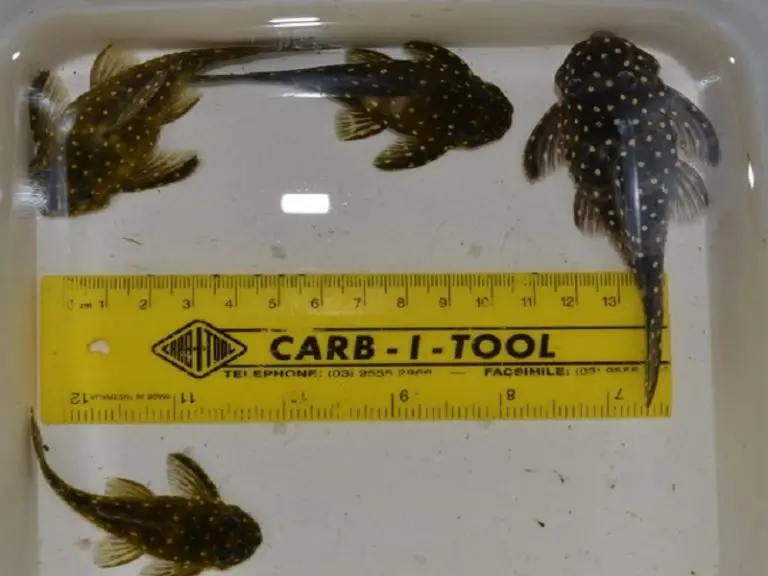 The Complete Guide to Snowball Pleco Care | Fishkeeping World