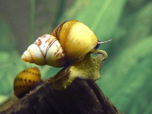 Bladder Snail Ultimate Care Guide & Species Overview | Fishkeeping World