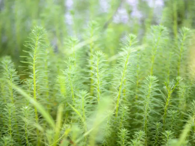 The Ultimate Jungle Val Care Guide | Fishkeeping World