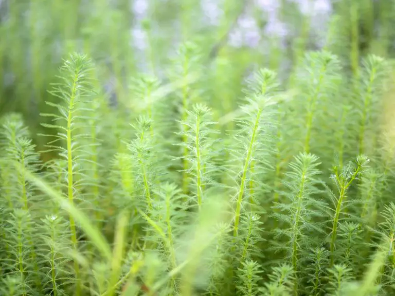 Fishkeeping, Aquariums, Care & More | Fishkeeping World