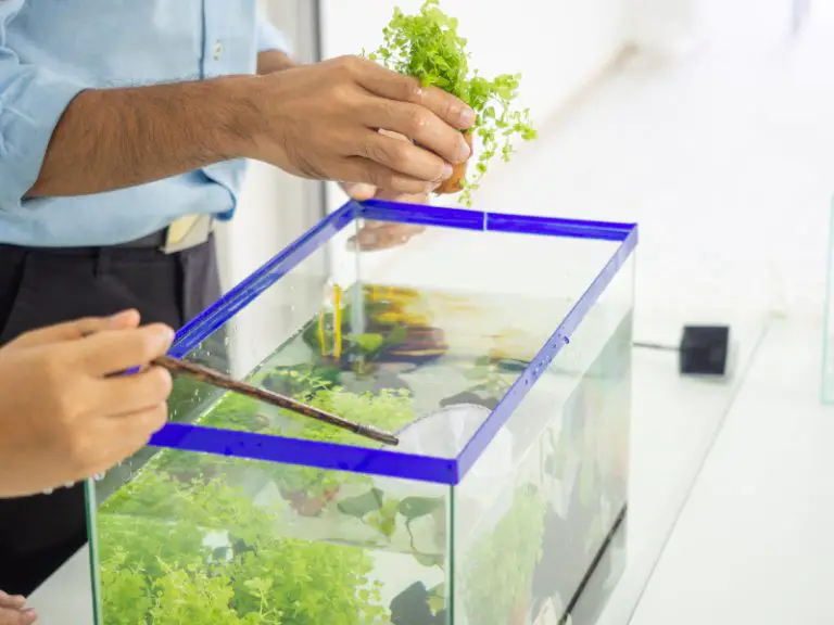Best Aquarium Filter: Complete Guide of 2024 | Fishkeeping World