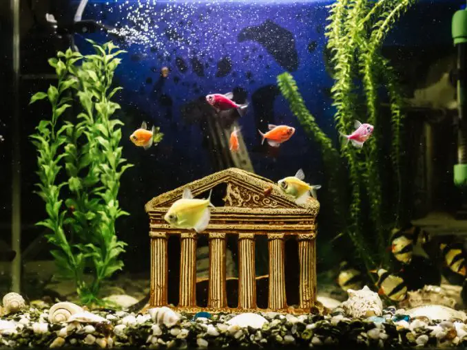 Water Lettuce Care & Aquarium Guide | Fishkeeping World