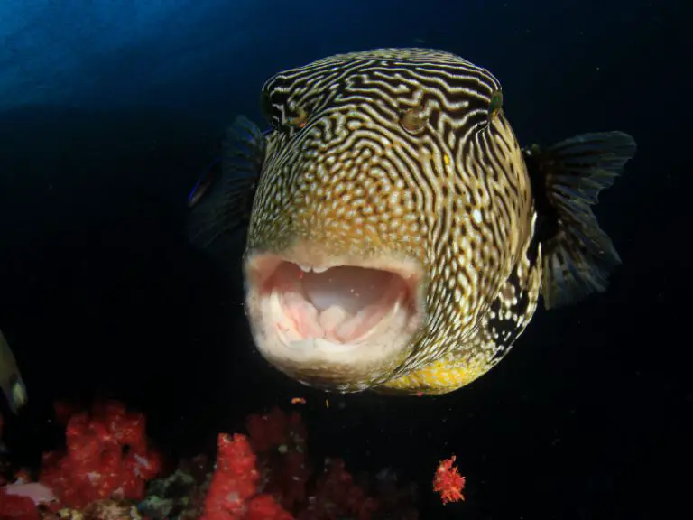 The Complete Guide to Hatchetfish Care | Fishkeeping World