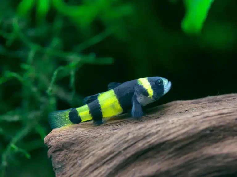 The Ultimate Bumblebee Goby Care Guide