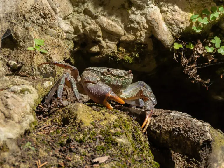 Fiddler Crab Care Guide, Tank & Habitat Profile | Fishkeeping World