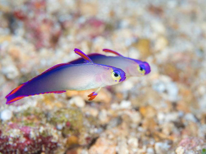 The Complete Purple Firefish Care Guide