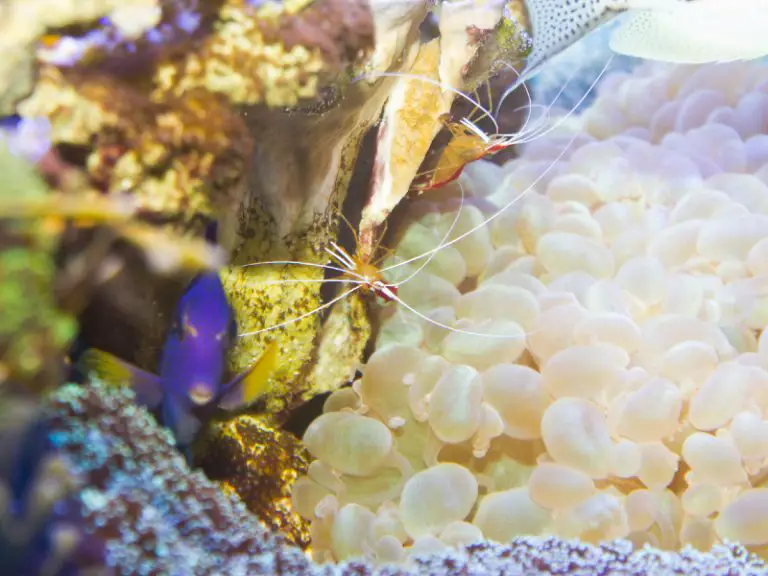 The Complete Guide to Whisker Shrimp Care