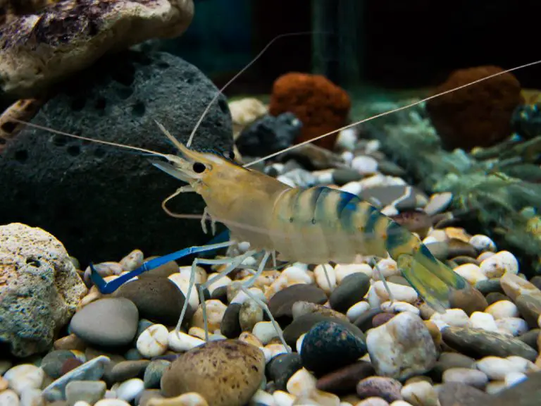 The Complete Guide to Whisker Shrimp Care