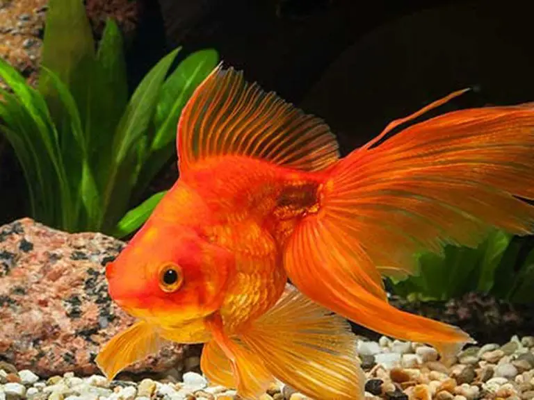 The Best Coldwater Fish for Your Aquarium | Fishkeeping World