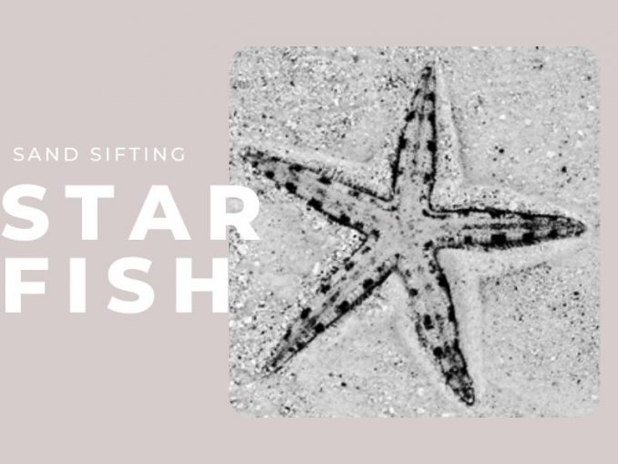 Asterina Starfish Care Guide & Species Profile | Fishkeeping World