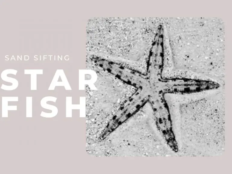 Asterina Starfish Care Guide & Species Profile | Fishkeeping World