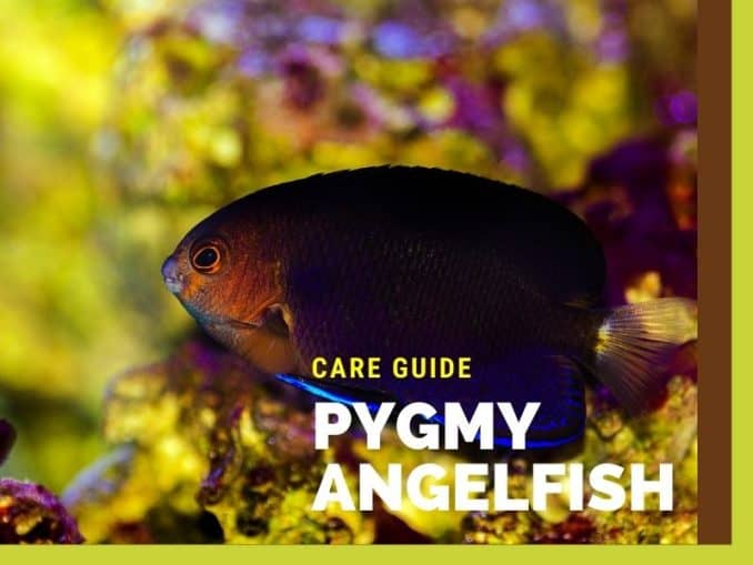 Pygmy Angelfish Care & Species Overview | Fishkeeping World