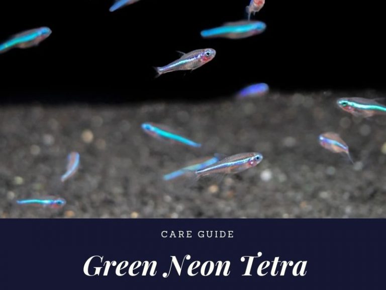 Zebra Danio (Zebrafish) Care 101: All You Need to Know