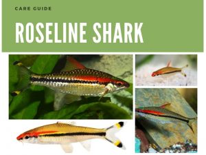 The Ultimate Roseline Shark Care Guide