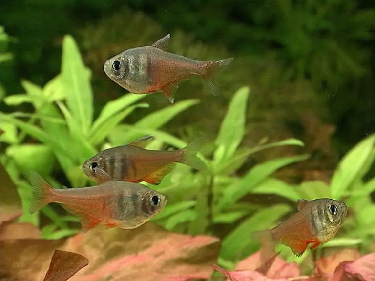 The Complete Guide to Flame Tetra Care