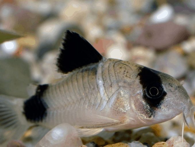 Panda Cory Care & Species Overview [Panda Catfish] | Fishkeeping World