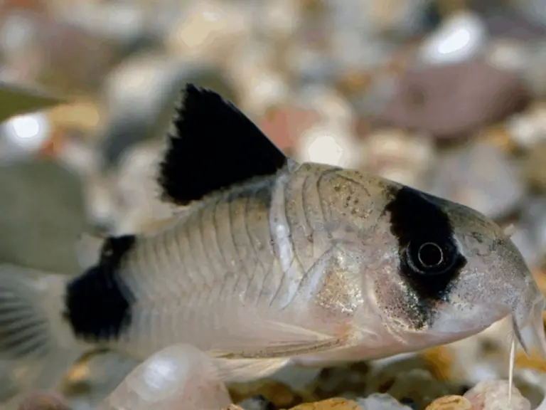 Panda Cory Care & Species Overview [Panda Catfish] | Fishkeeping World