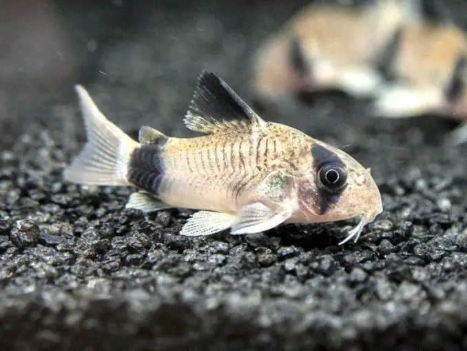 Panda Cory Care & Species Overview [Panda Catfish] | Fishkeeping World