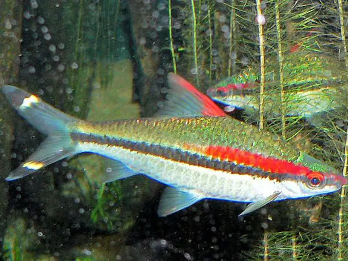 The Ultimate Roseline Shark Care Guide