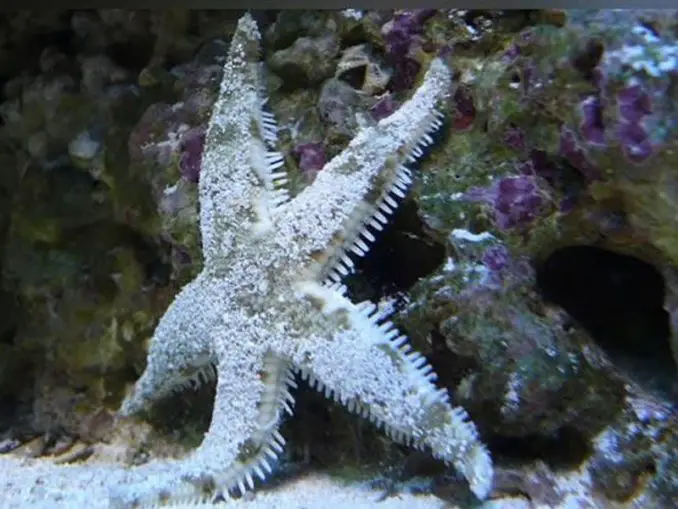 The Complete Guide to Sand Sifting Starfish Care