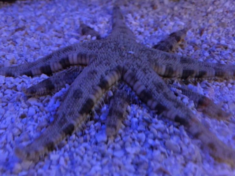 The Complete Guide to Sand Sifting Starfish Care