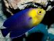 Pygmy Angelfish Care & Species Overview | Fishkeeping World
